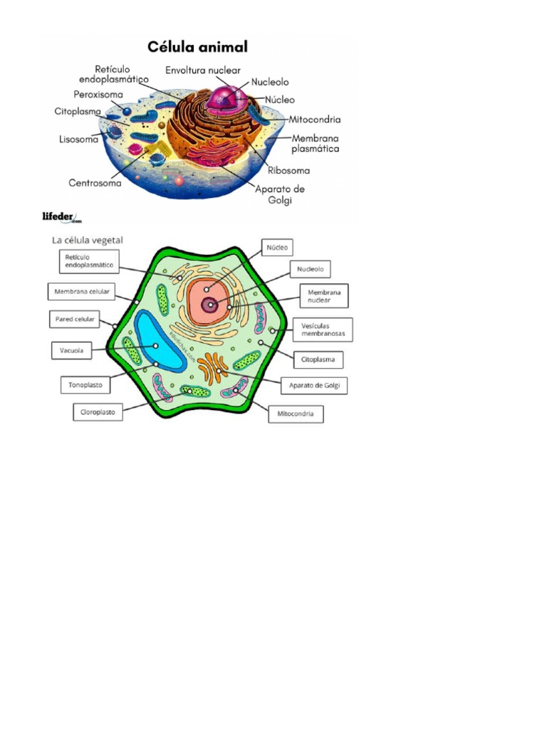 Celula Animal y Vegetal | PDF