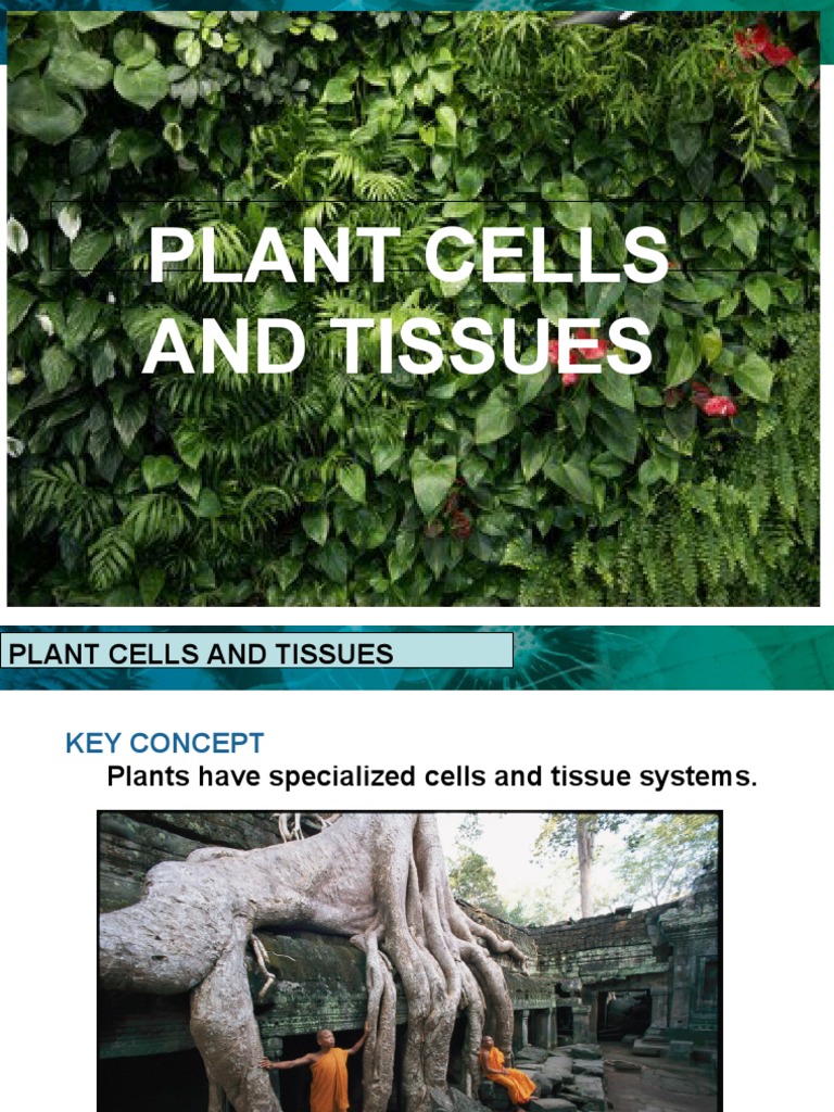 Plant Cell and Tissue Structures | PDF | Plant Stem | Leaf
