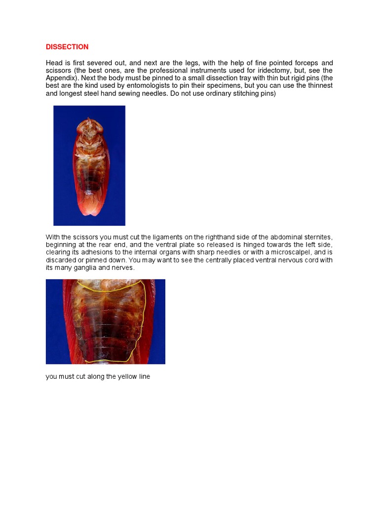 I Am Sharing 'DISSECTION Cockroach' With You - 230131 - 193134 | PDF ...