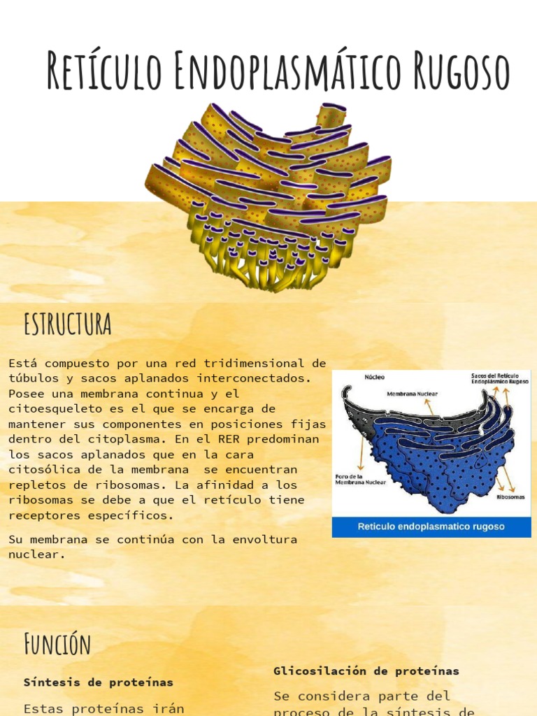 Retículo Endoplasmático Rugoso | PDF