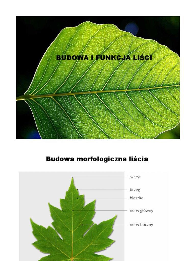 Budowa Morfologiczna RoÅlin-liÅcie | PDF