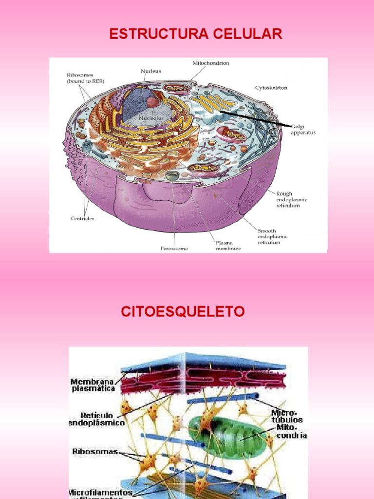 Funciones y Estructura del Citoesqueleto | PDF | Microtúbulos ...