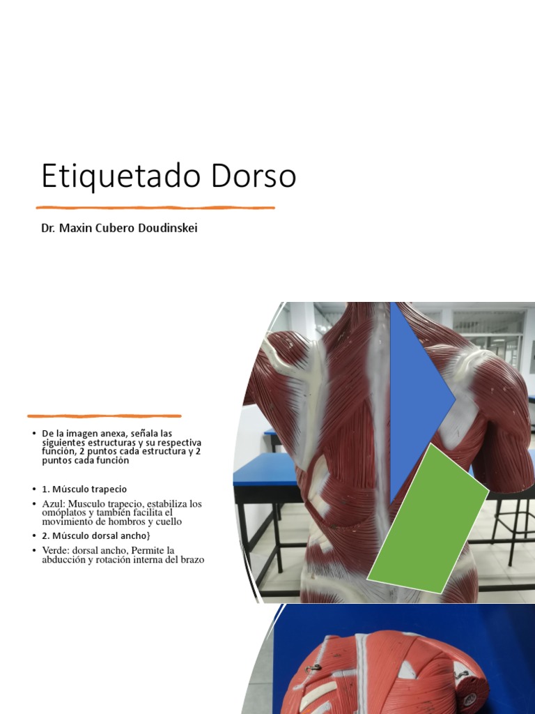 Estructuras y Funciones del Dorso | PDF