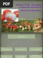 Regnul Fungi | PDF
