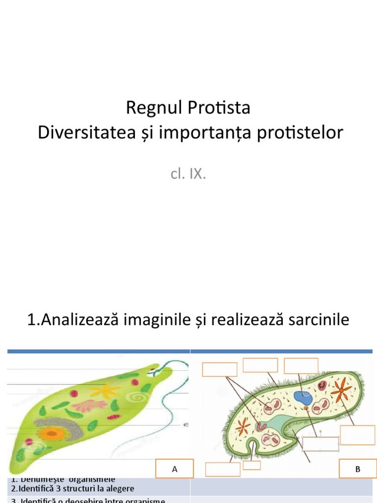 Regnul Protista Importanţa | PDF