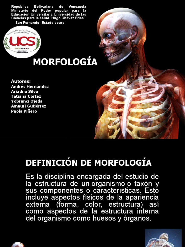 MORFOLOGÍA | PDF
