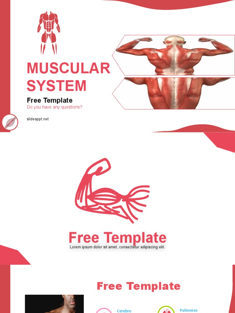Muscular System Template Overview | PDF | Blood | Sensory Organs