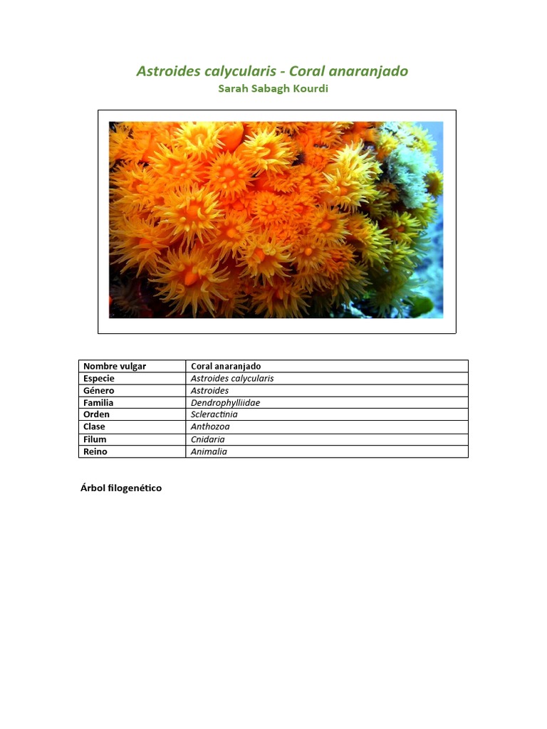 Astroides Calycularis Final | PDF | Embrión | Biología