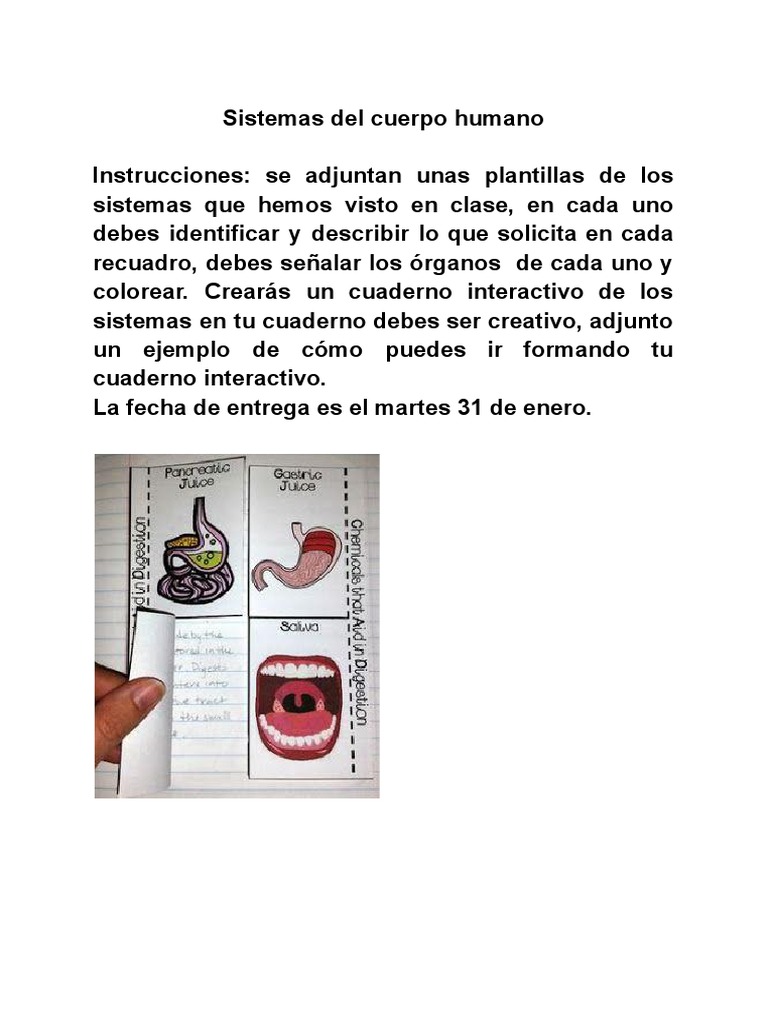Cuaderno Interactivo: Sistemas del Cuerpo | PDF | Ciencia y matemáticas ...