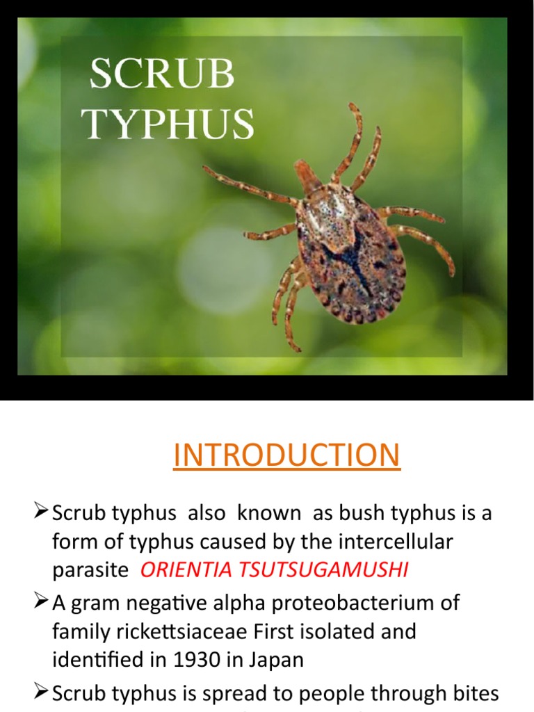 Typhus | PDF | Infection | Clinical Medicine