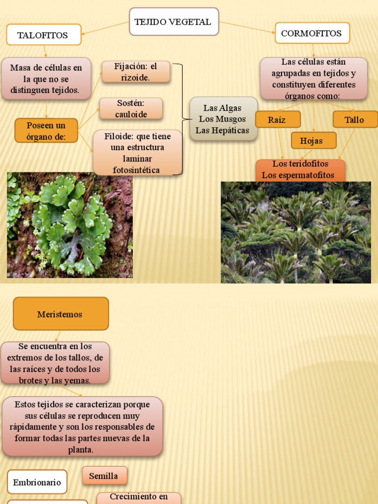 Tejido Animal y Vegetal | PDF | Músculo | Plantas