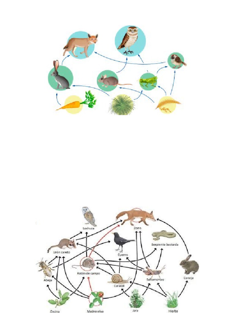 Redes Troficas | PDF