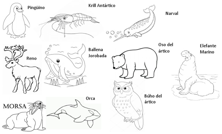 Dibujos Para Colorear De Animales Del ártico Dibujos De Animales Del