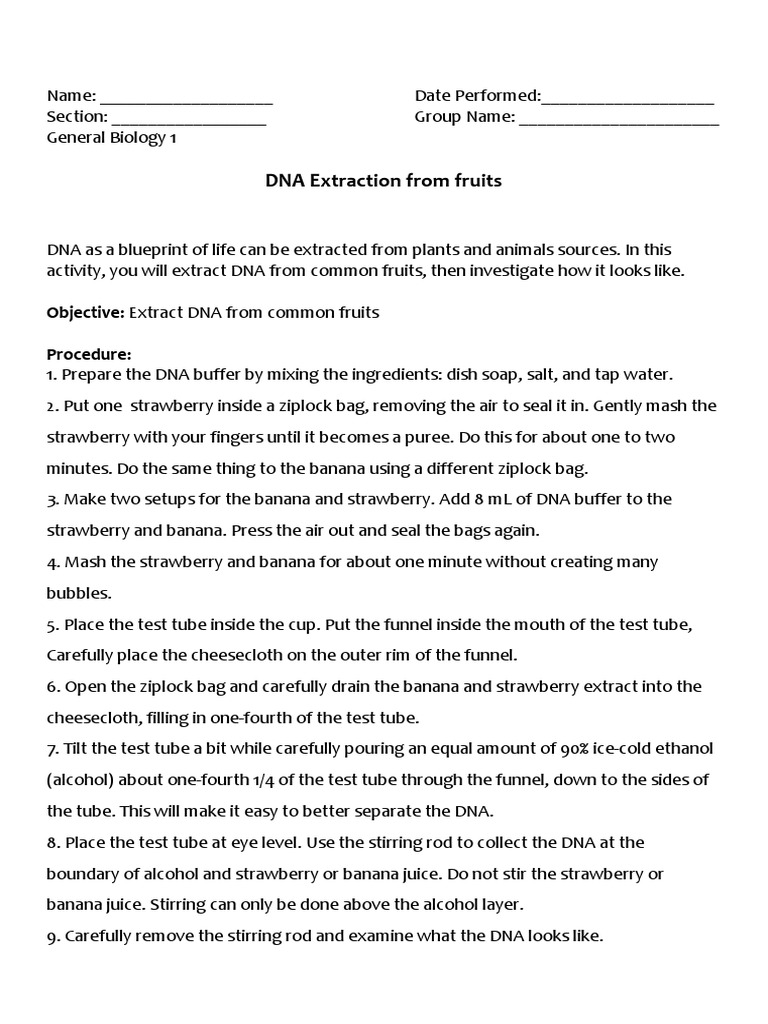 DNA Extraction Worksheet | Download Free PDF | Ethanol | Banana