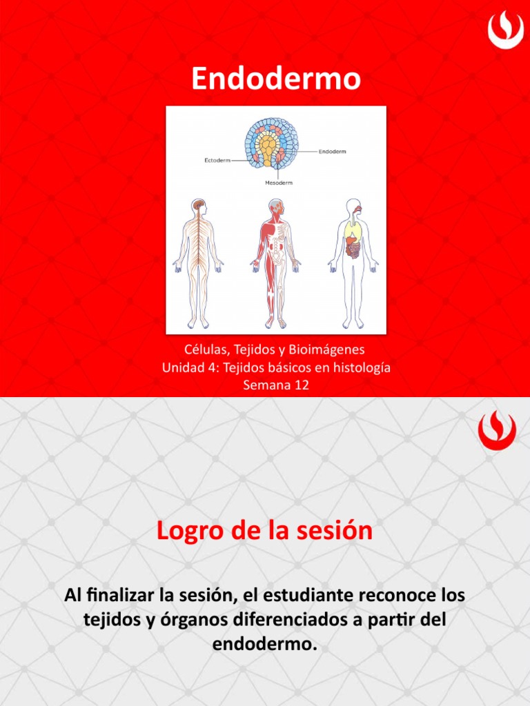 TE11 Endodermo | PDF