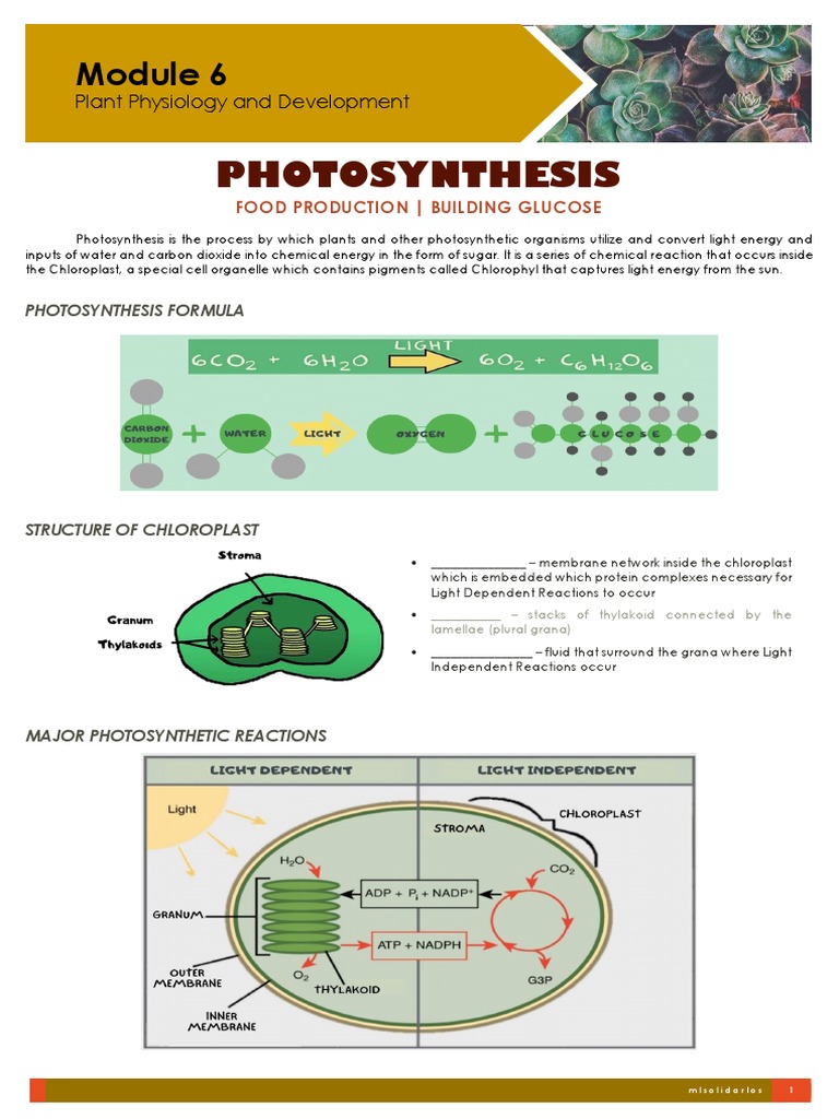 Photosynthesis & Respiration Explained | PDF | Cellular Respiration ...