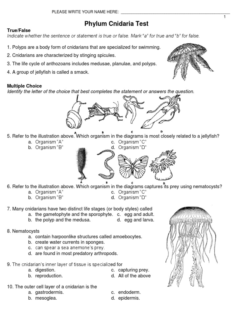 Cnidaria Test: Structure and Life Cycle | PDF | Biology | Aquatic Organisms
