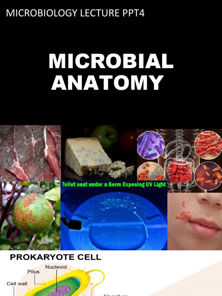 Microbial Anatomy | PDF