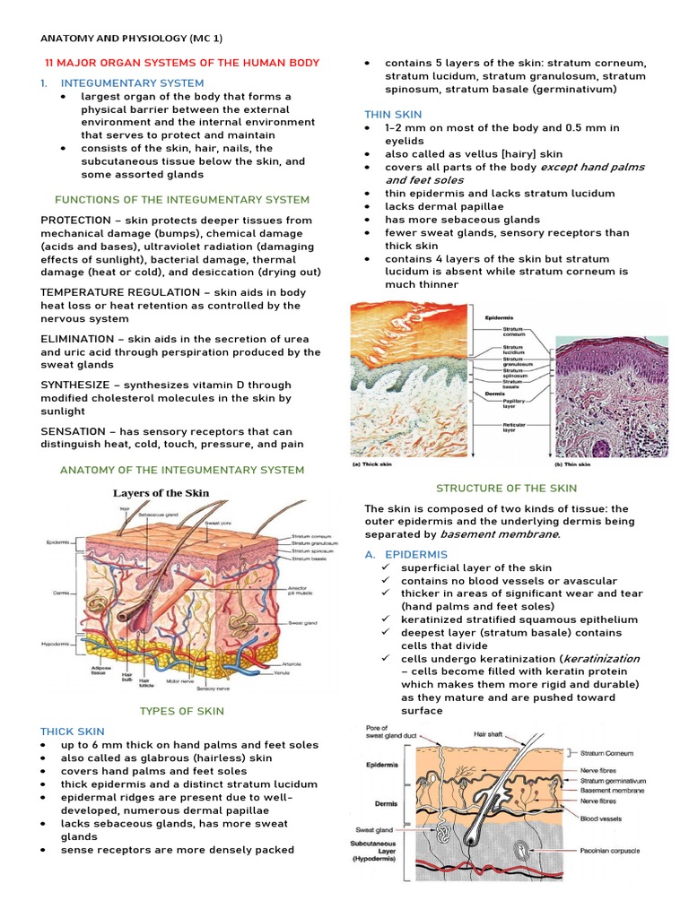 MC1 REVIEWER (Integumentary System) | PDF | Skin | Epidermis