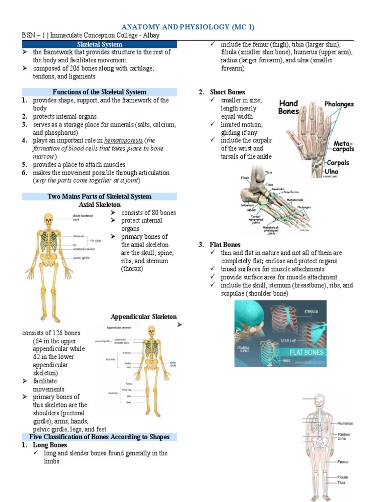 MC1 REVIEWER (Skeletal System) - PRELIMS | PDF | Bone | Skeleton