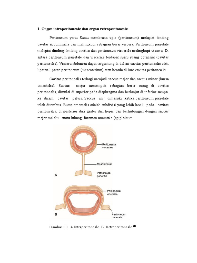 Letak Peritoneum dan Lobus Dexter | PDF | Sains & Matematika