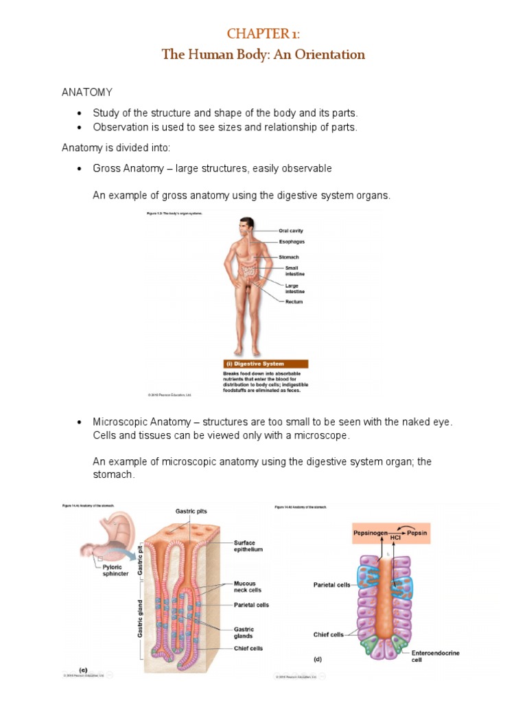 Human Body: An Orientation Overview | PDF | Anatomical Terms Of ...