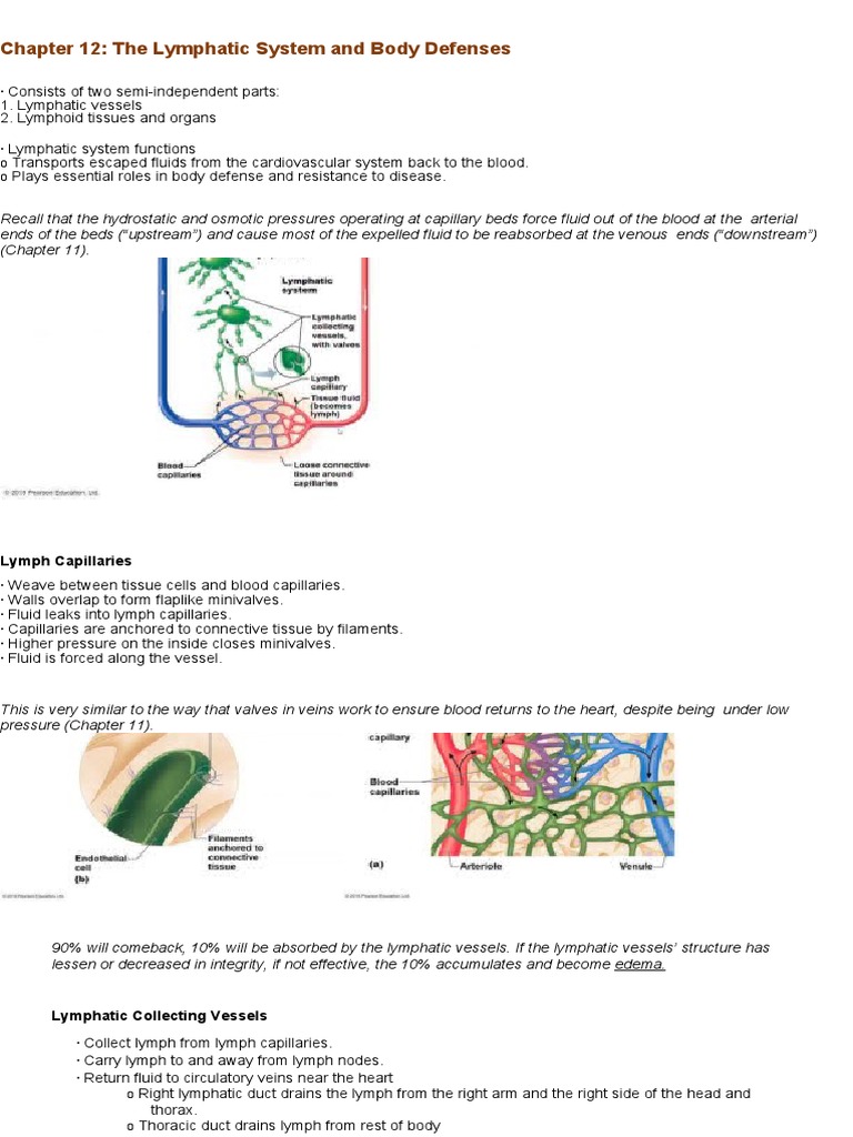 Chapter 12 - The Lymphatic System and Body Defenses | PDF | Lymphatic ...