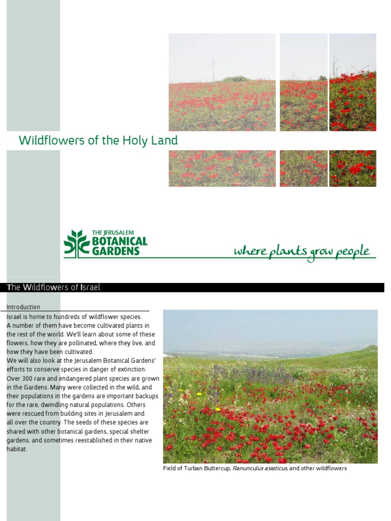 The Wildflowers of Israel LR | PDF | Flowers | Bulb