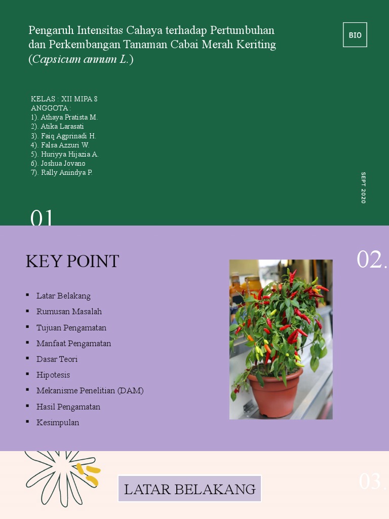 Pengaruh Cahaya pada Cabai | PDF | Kesehatan Holistik | Sains & Matematika