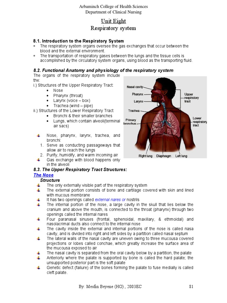 UNIT 8 (Respiratory System) | PDF | Lung | Respiratory Tract