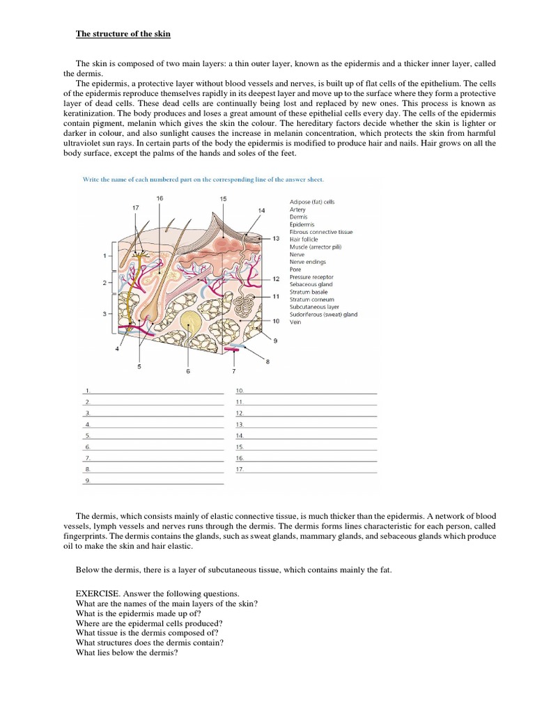 The Structure and Functions of Skin | PDF | Skin | Epidermis