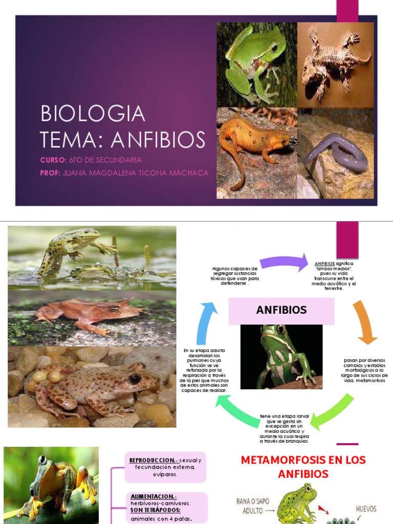 4 Anfibios 6to | PDF