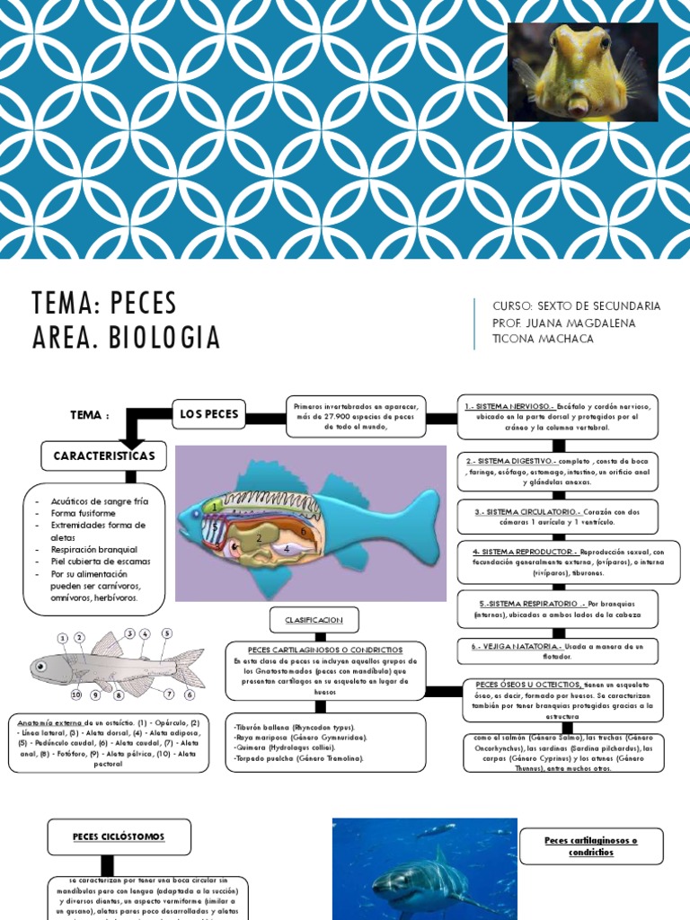4 Tema Peces 6to | PDF | Pescado | Vertebrados