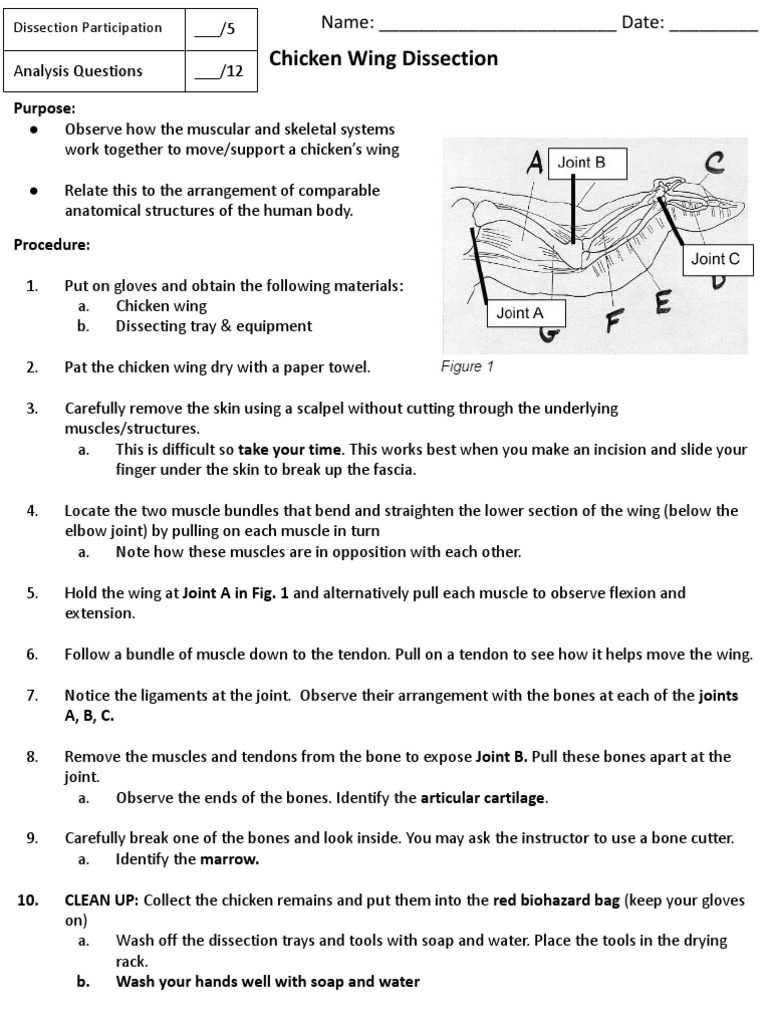 Chicken Wing Dissection Activity | PDF | Bone | Skeletal Muscle