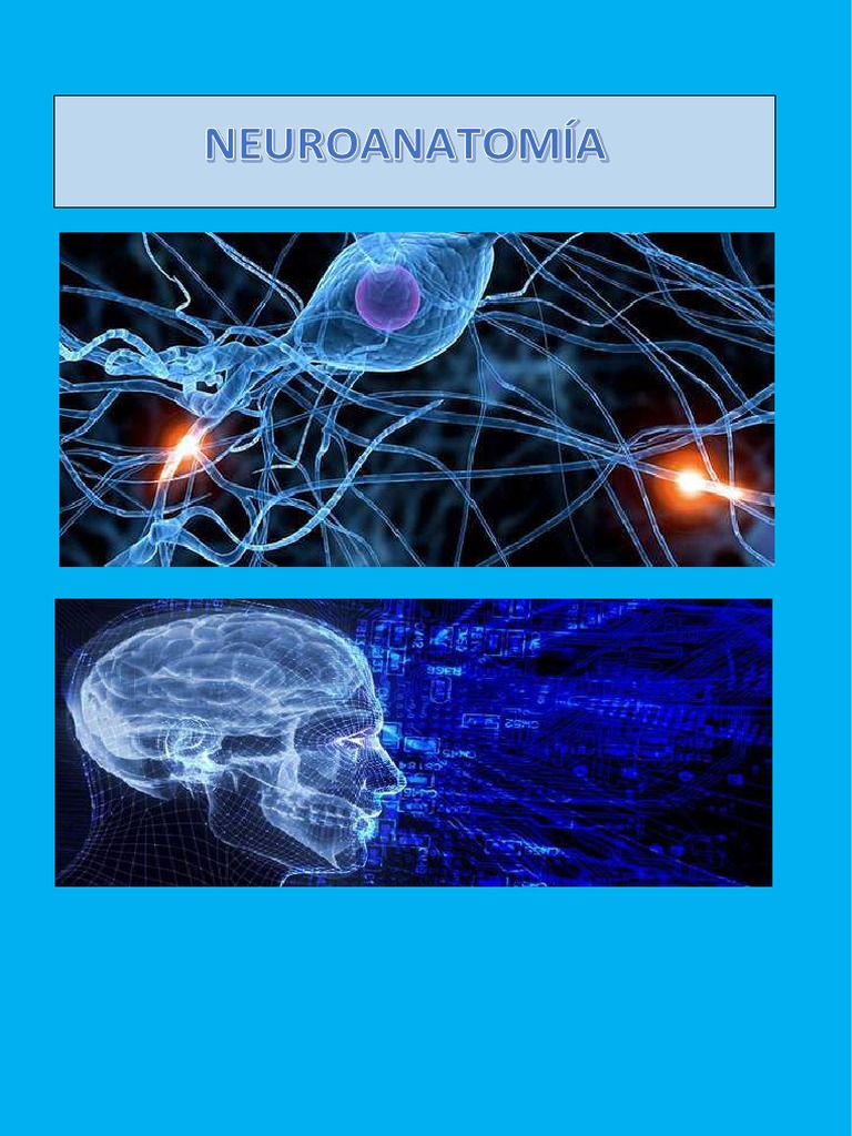 Neuroanatomia Definitivo | PDF | Cerebelo | Médula espinal