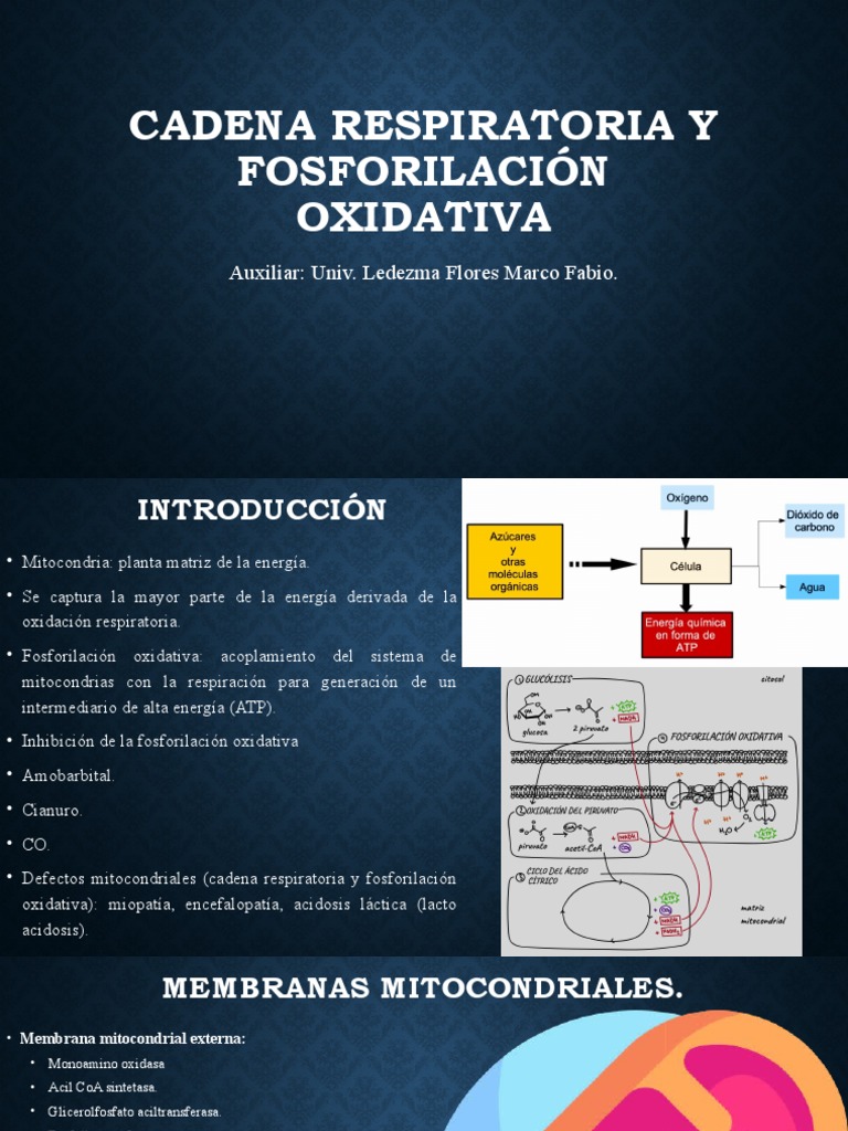 Cadena Respiratoria y Fosforilación Oxidativa | PDF | Cadena de transporte de electrones ...