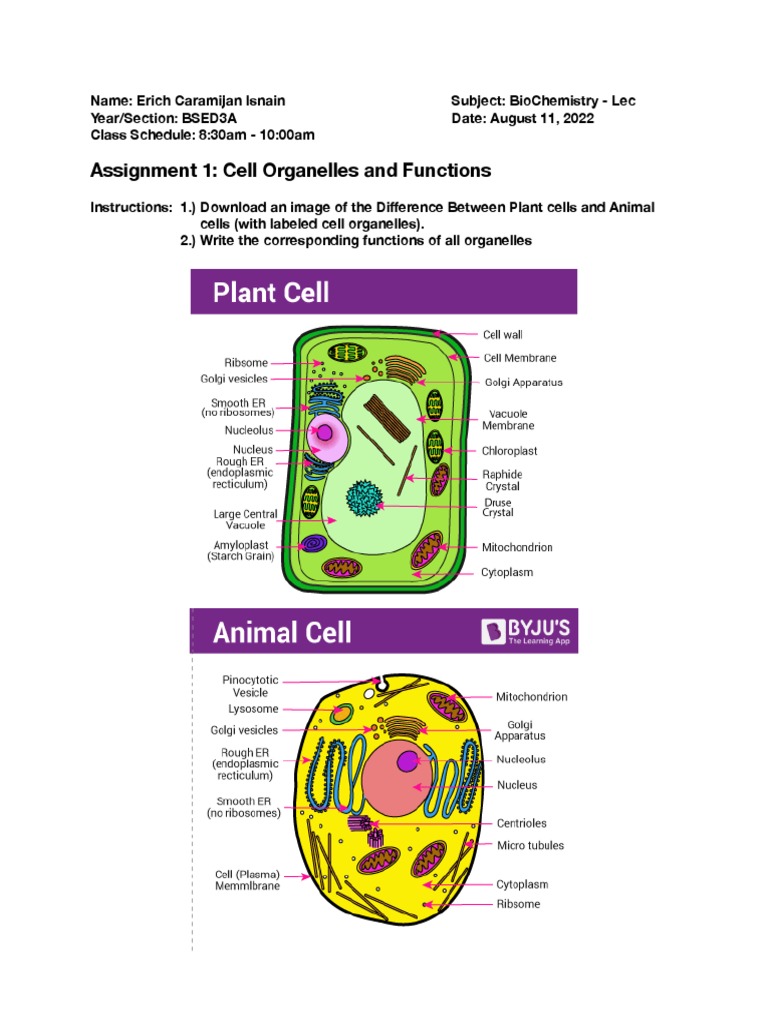 Isnain - Biochem Lec - Assignment 1 | PDF | Cell (Biology) | Endoplasmic Reticulum
