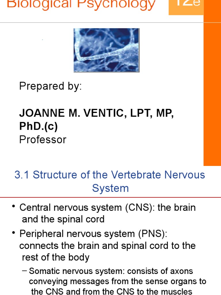 Anatomy of The Nervous System | PDF | Cerebral Cortex | Nervous System