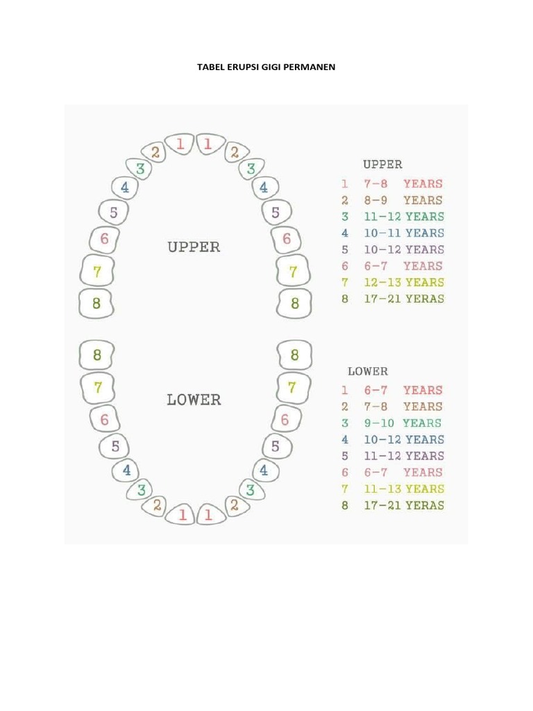 Tabel Erupsi Gigi Permanen | PDF