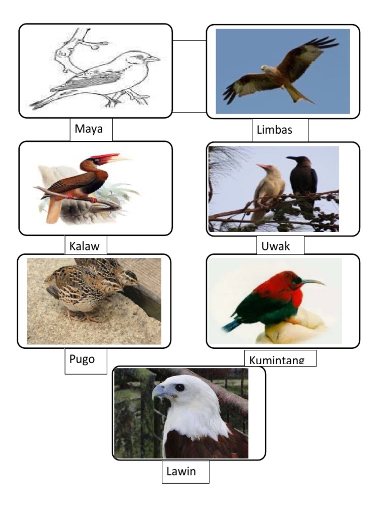 Ibon at Bundok | PDF