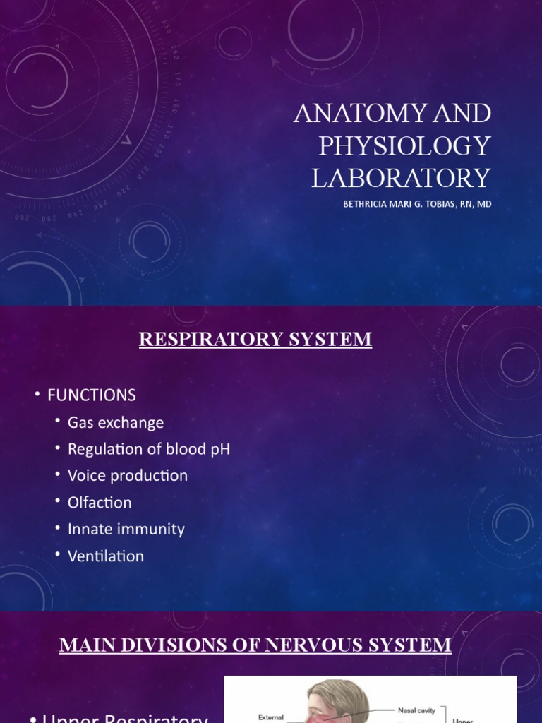 Anatomy and Physiology of the Respiratory System | PDF | Respiratory ...