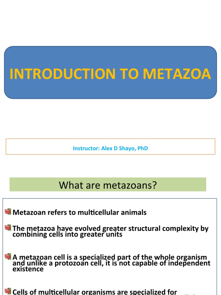 Lecture 3 - Intro. To Metazoa | PDF | Organisms | Reproduction