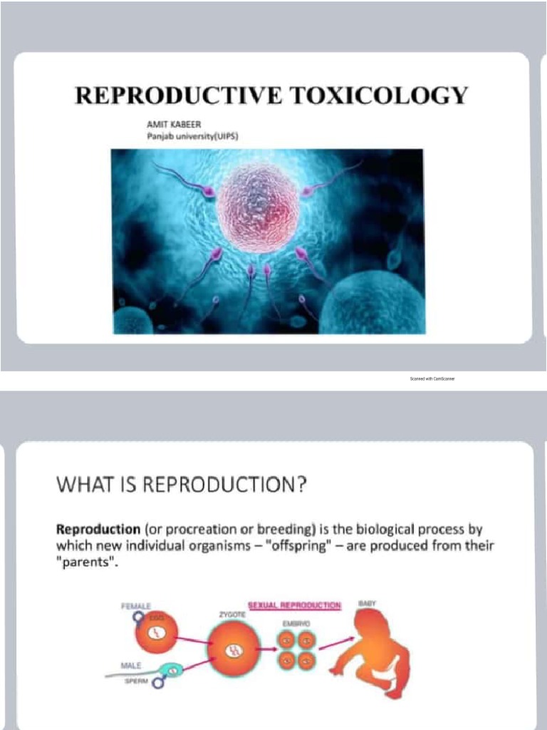 Reproductive Toxicology | PDF