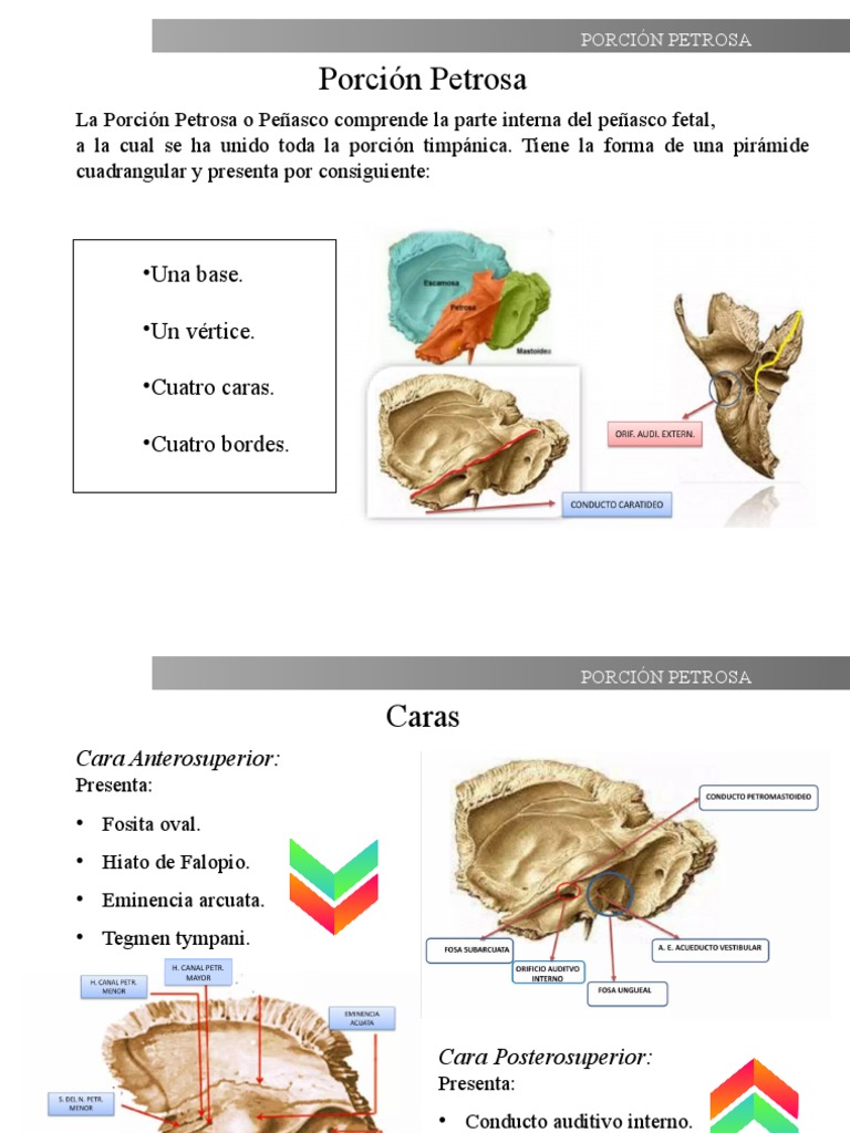 Porción Petrosa | PDF