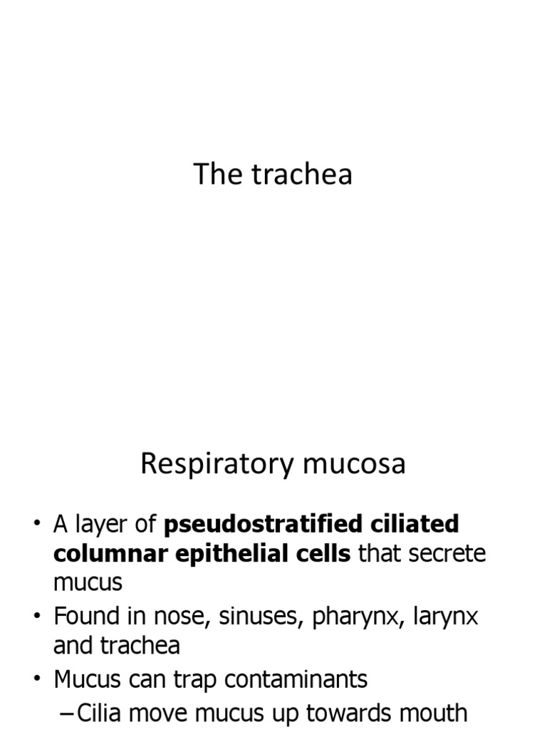 The Trachea | PDF | Respiratory Tract | Lung