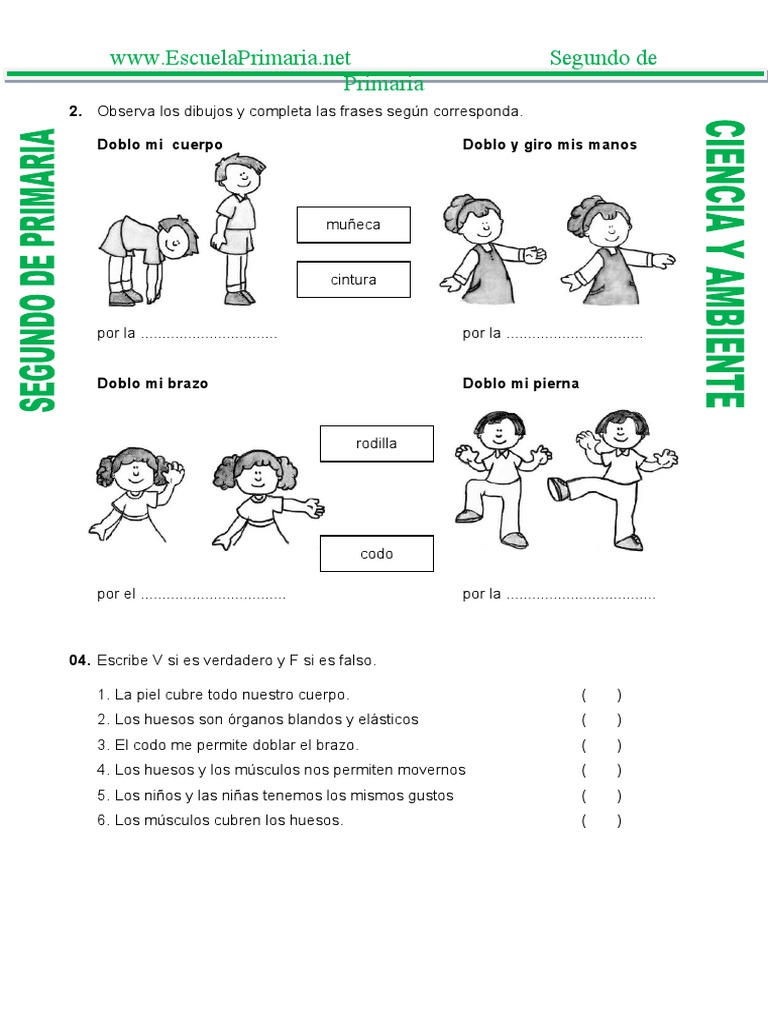 El Esqueleto Para Segundo De Primaria Pdf