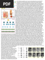 SciOly Anatomy 2025-26 CheatSheet | PDF | Central Nervous System | Hormone