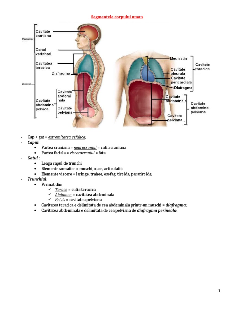 Planuri Si Raporturi Anatomice Ale Corpului Uman | PDF
