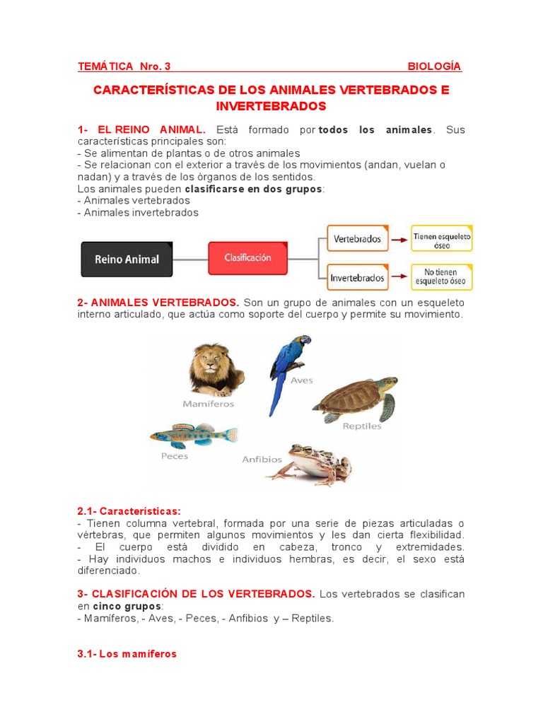 Animales Vertebrados e Invertebrados | PDF | Esqueleto | Vertebrados
