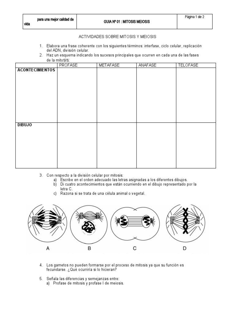 Actividades Mitosis y Meiosis | PDF